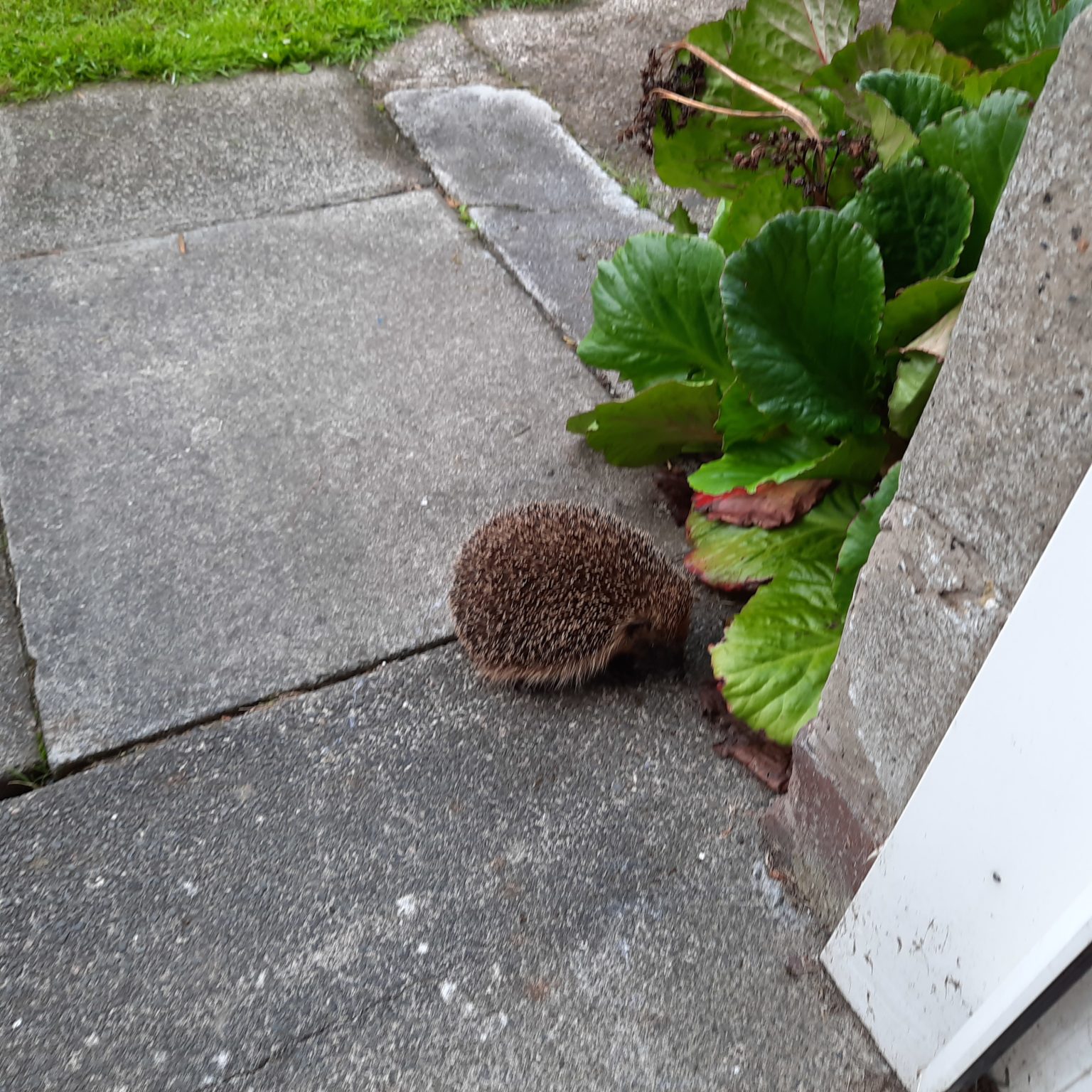 Gregor Kerr-600fef9c - Hedgehog Street