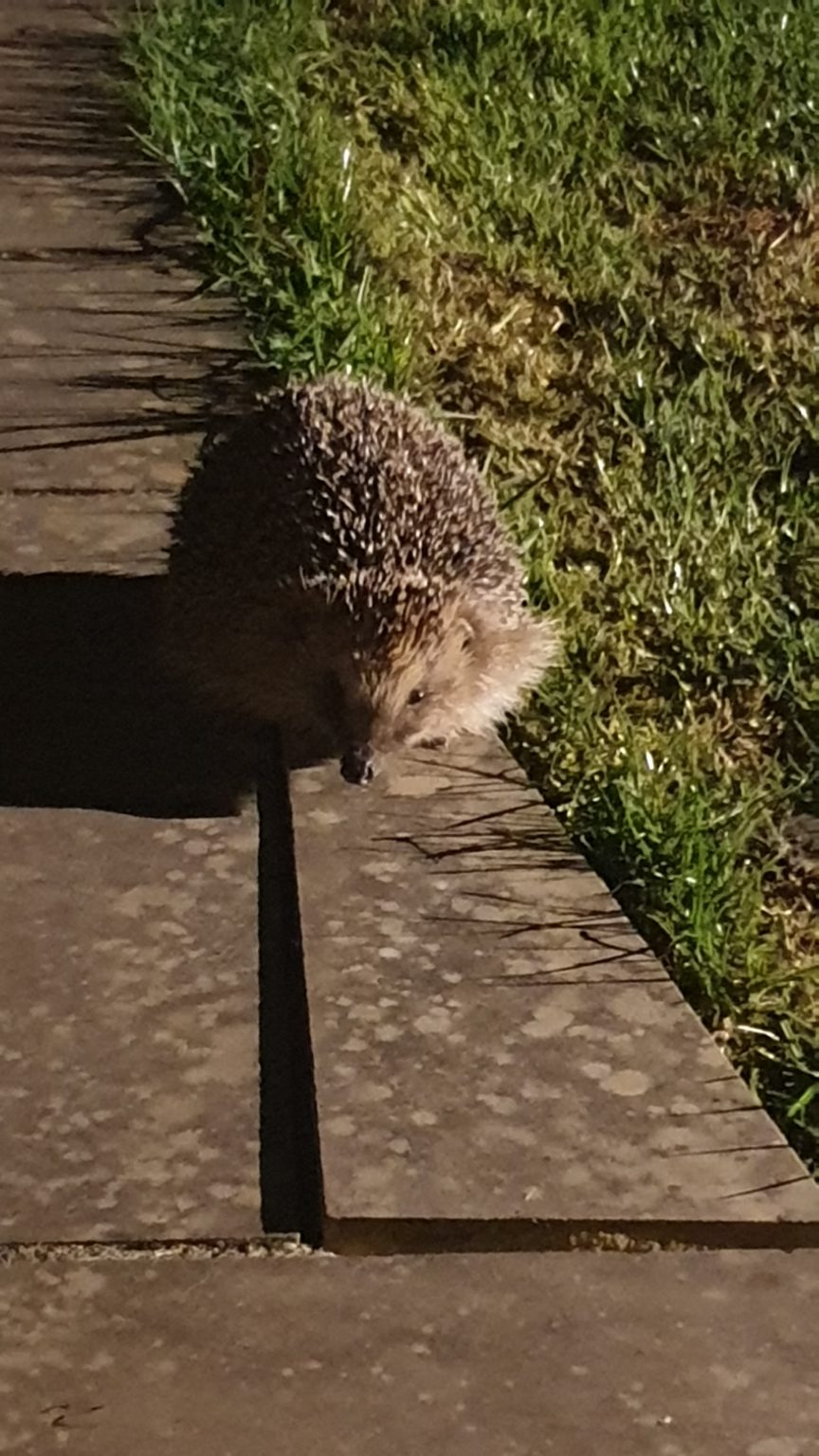 20210405_220433-825c2b50 - Hedgehog Street