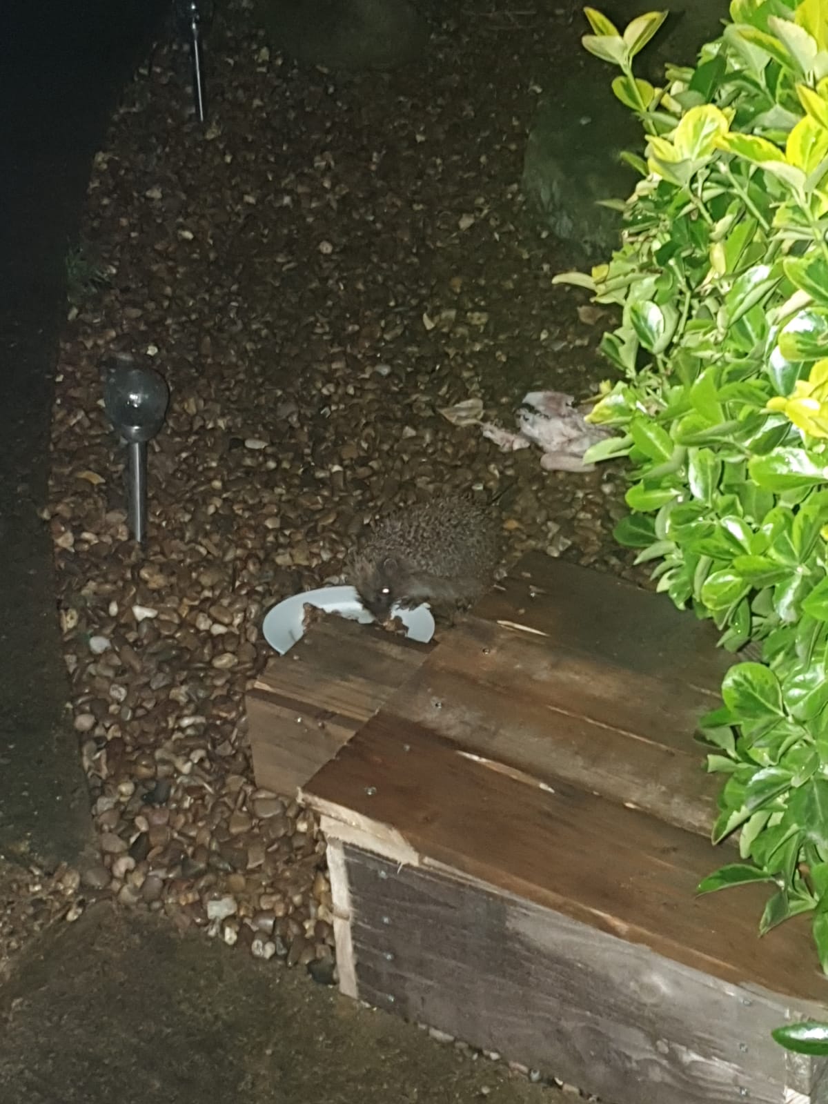 Angie Allison-f7ec47ff - Hedgehog Street
