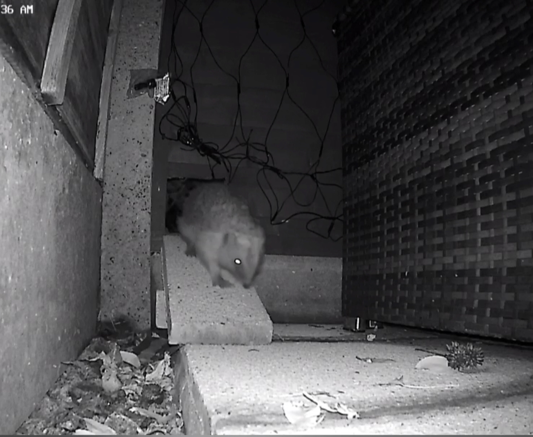 Daryl Stone-4fc673c1 - Hedgehog Street