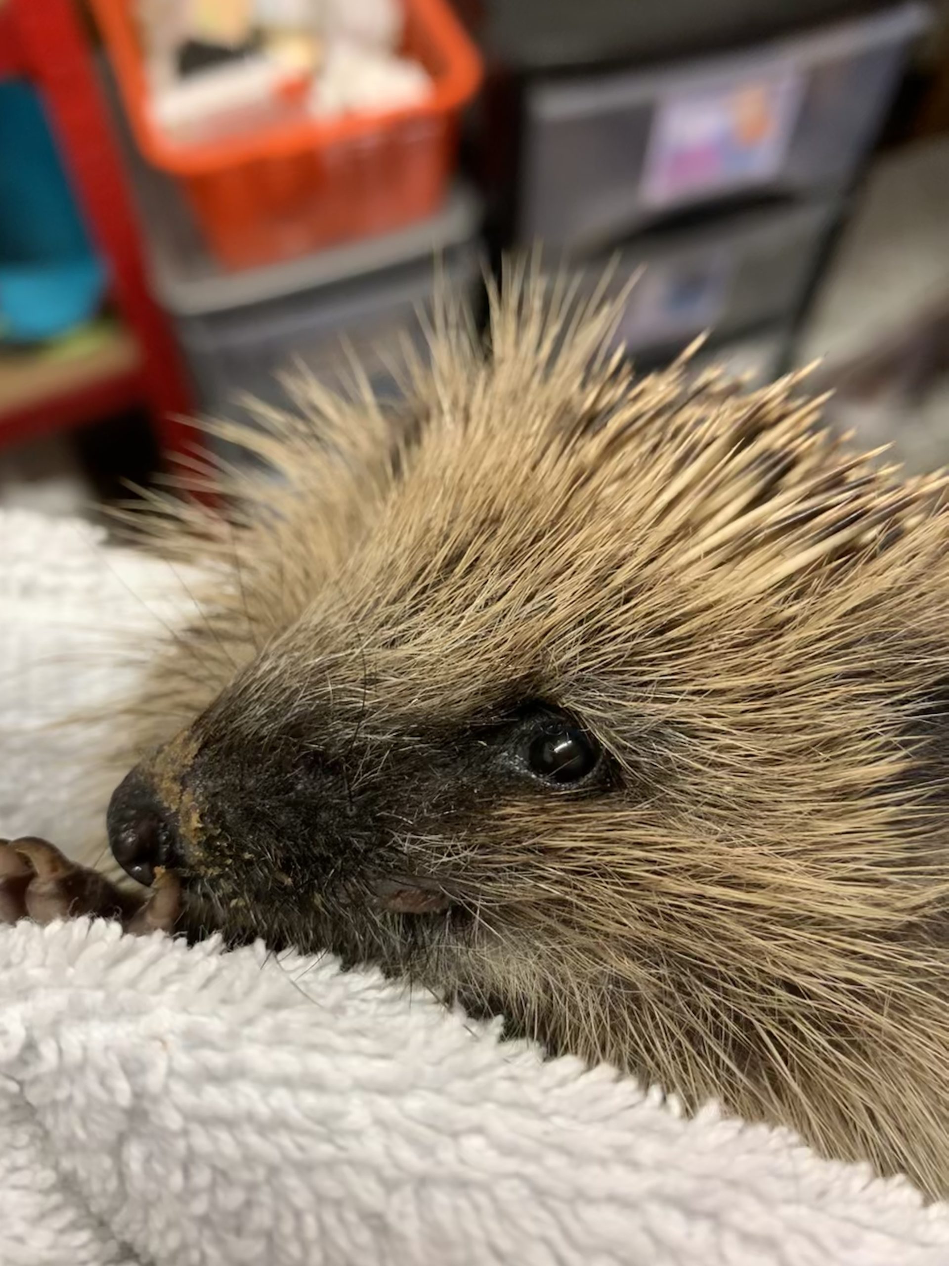 Natasha Rinaldi-d465f62c - Hedgehog Street