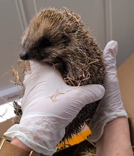 Screenshot_20210428-170849_Gallery-2cf63b17 - Hedgehog Street