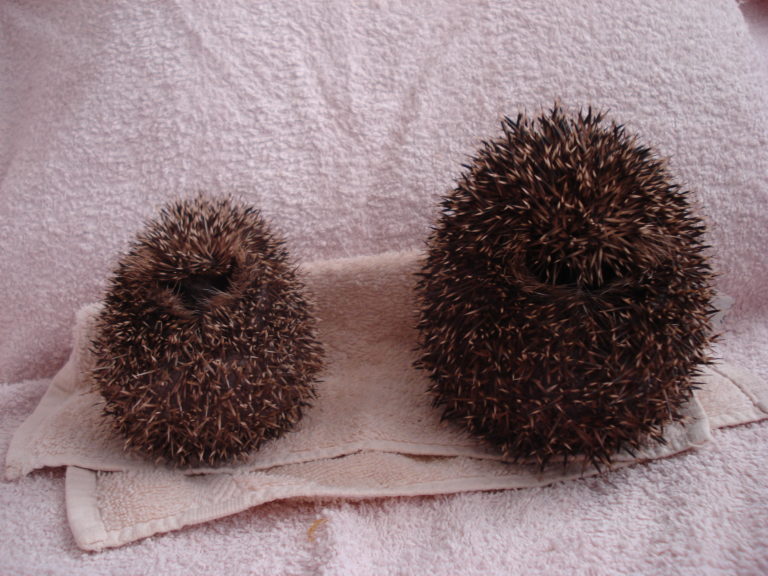 Research: Hedgehog stress, personality and survival rates - Hedgehog Street