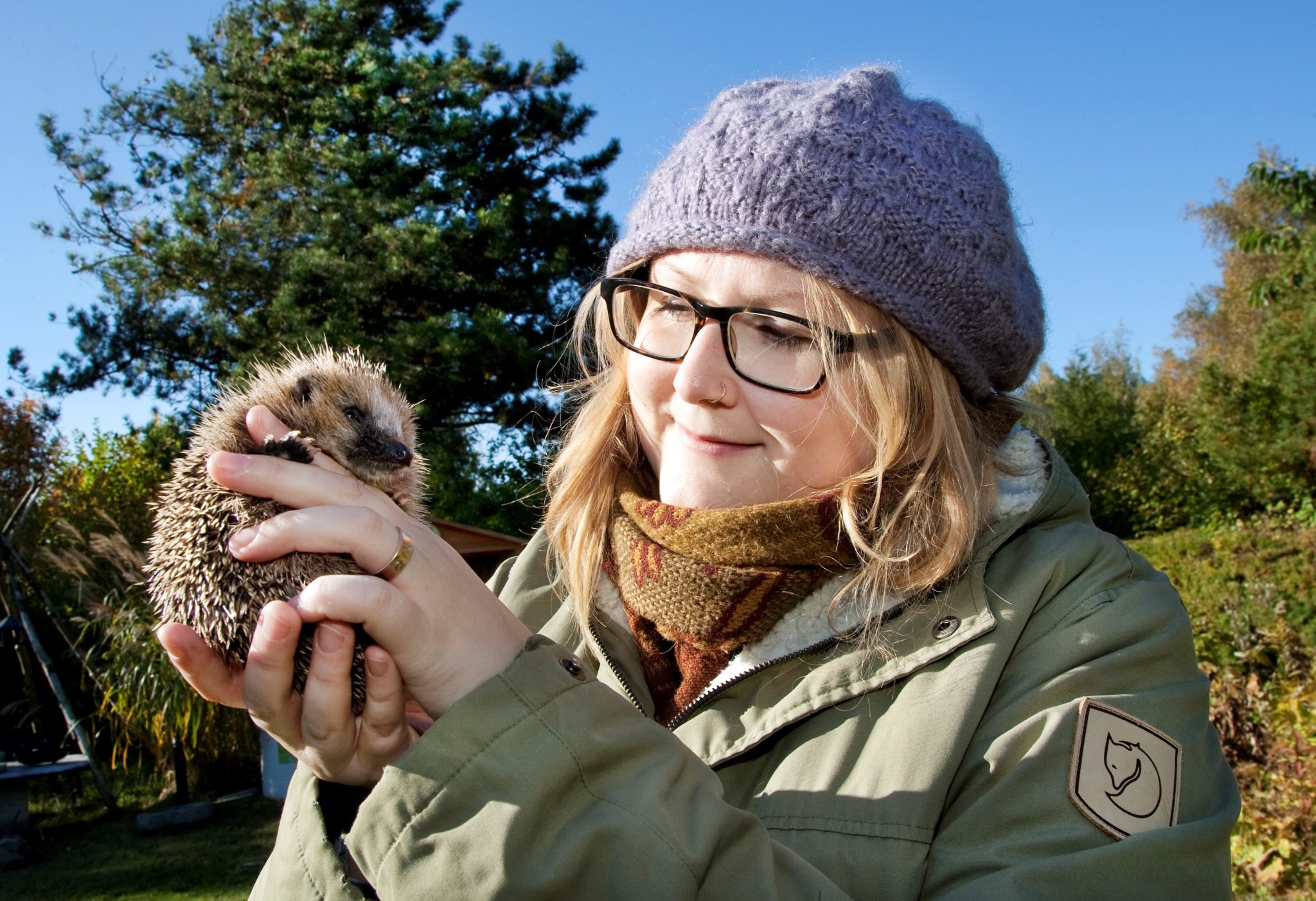 Research: Hedgehog stress, personality and survival rates - Hedgehog Street