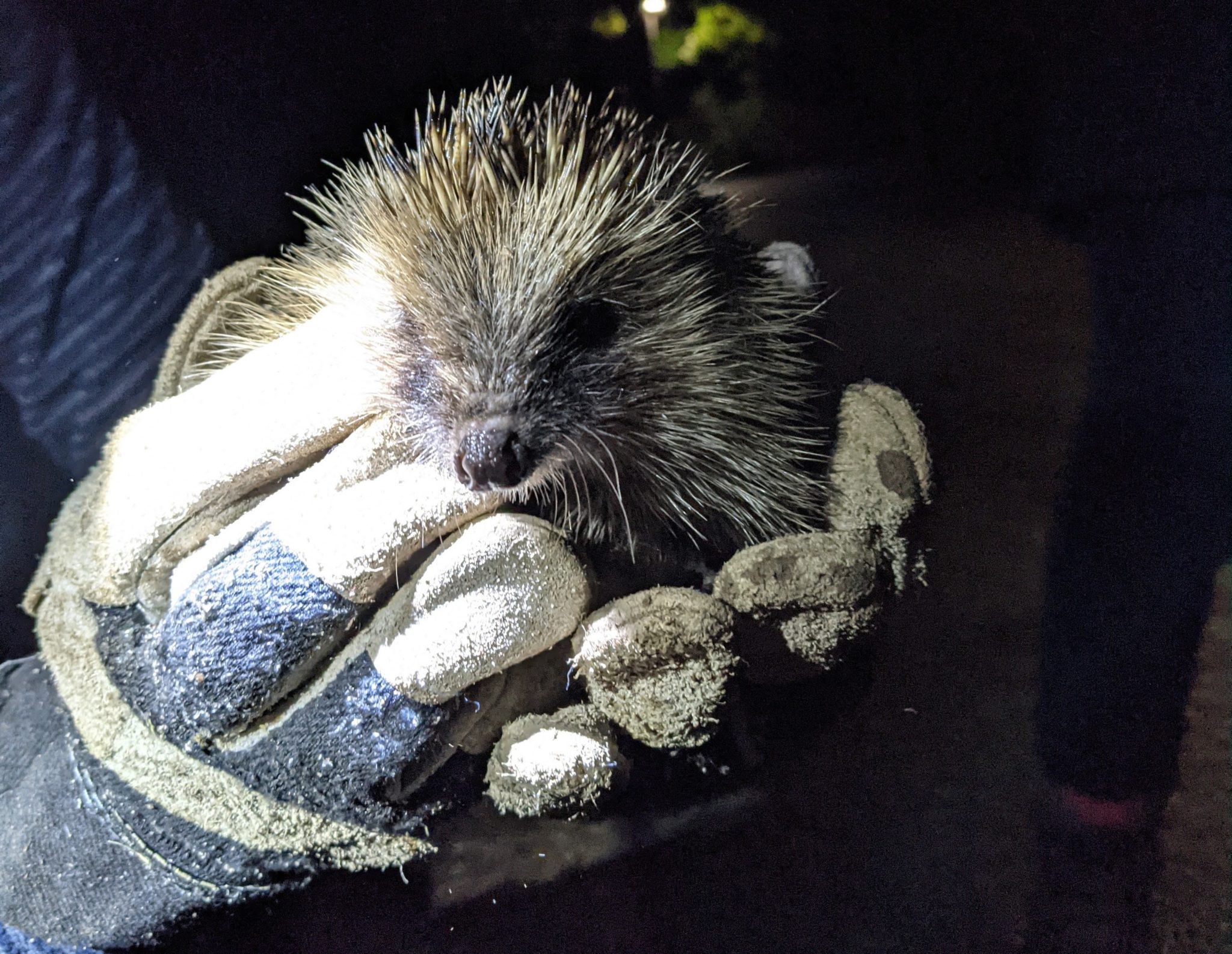 On the hunt for hedgehogs - Hedgehog Street