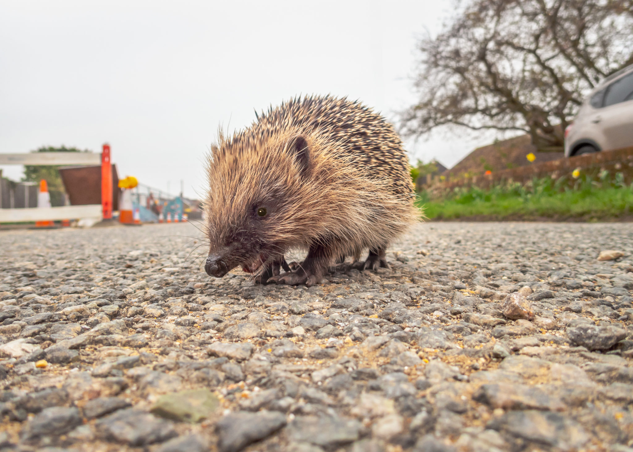 Hedgehog crossing a road - Hedgehog Street