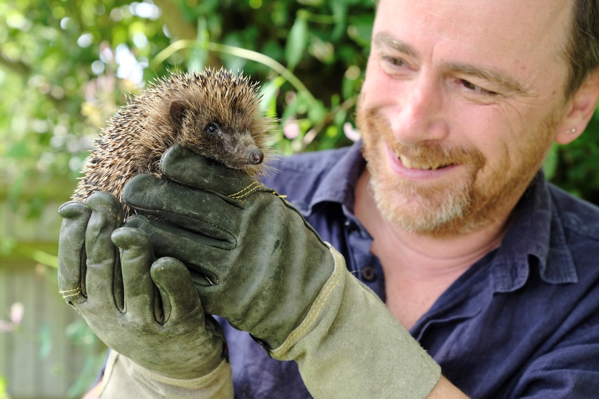 Hedgehog highway petition reaches one million signatures - Hedgehog Street