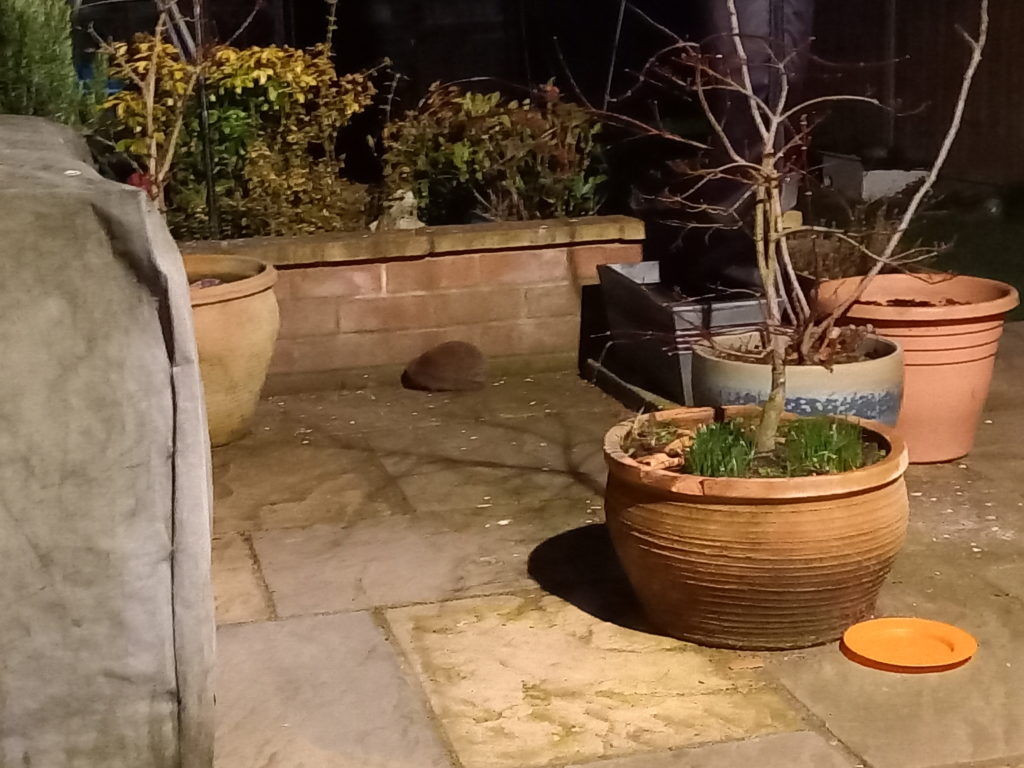 Laura Roe-e01f4227 - Hedgehog Street