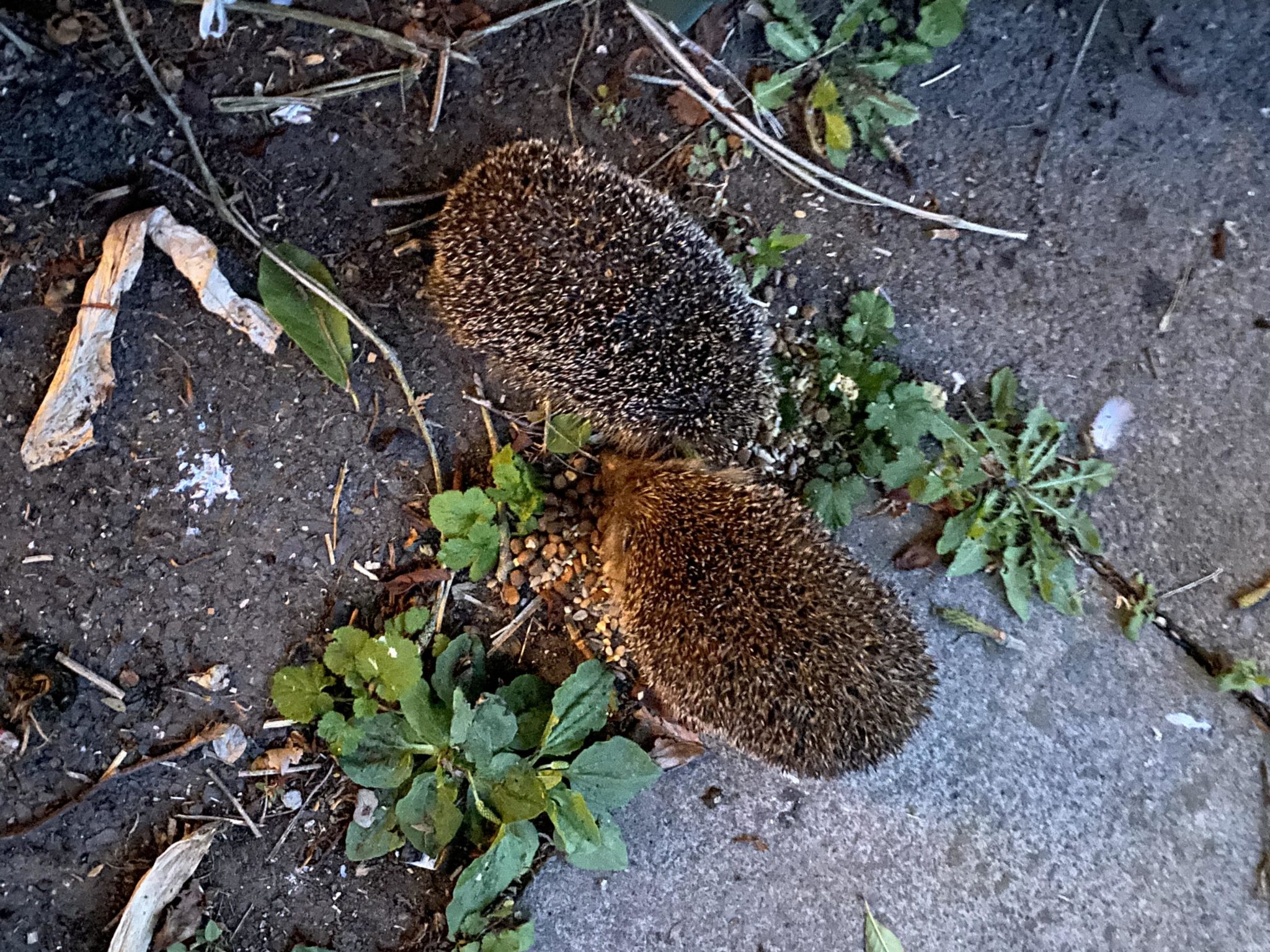 Helen Stringer-f25201c4 - Hedgehog Street