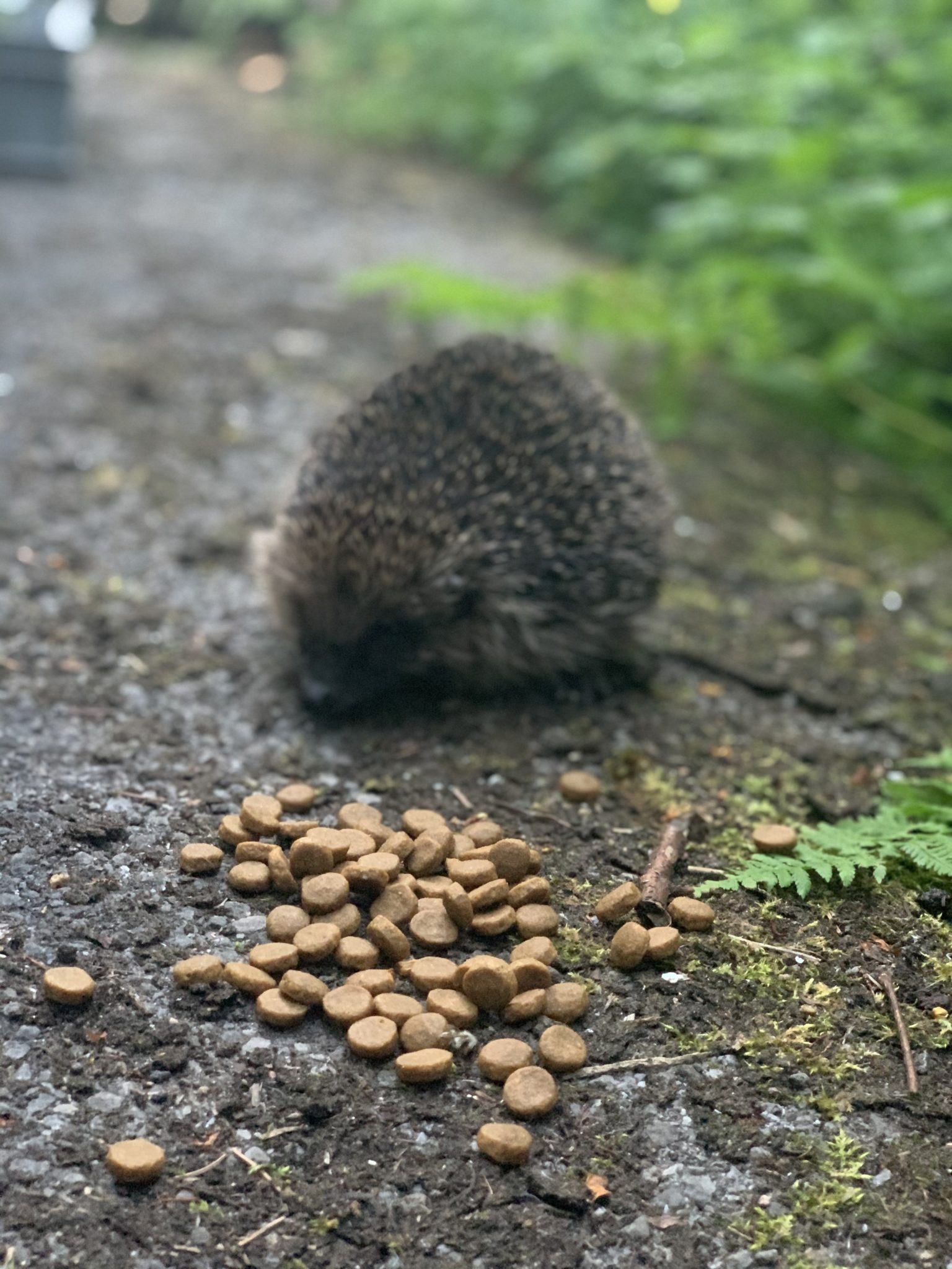 Ruby Hall-462832e0 - Hedgehog Street