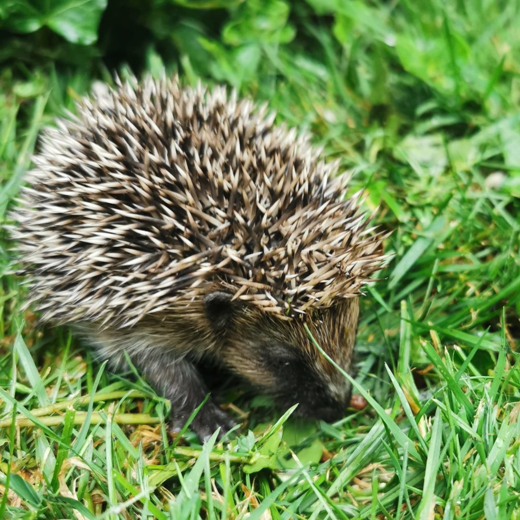 Victoria Carter-55fad5b6 - Hedgehog Street