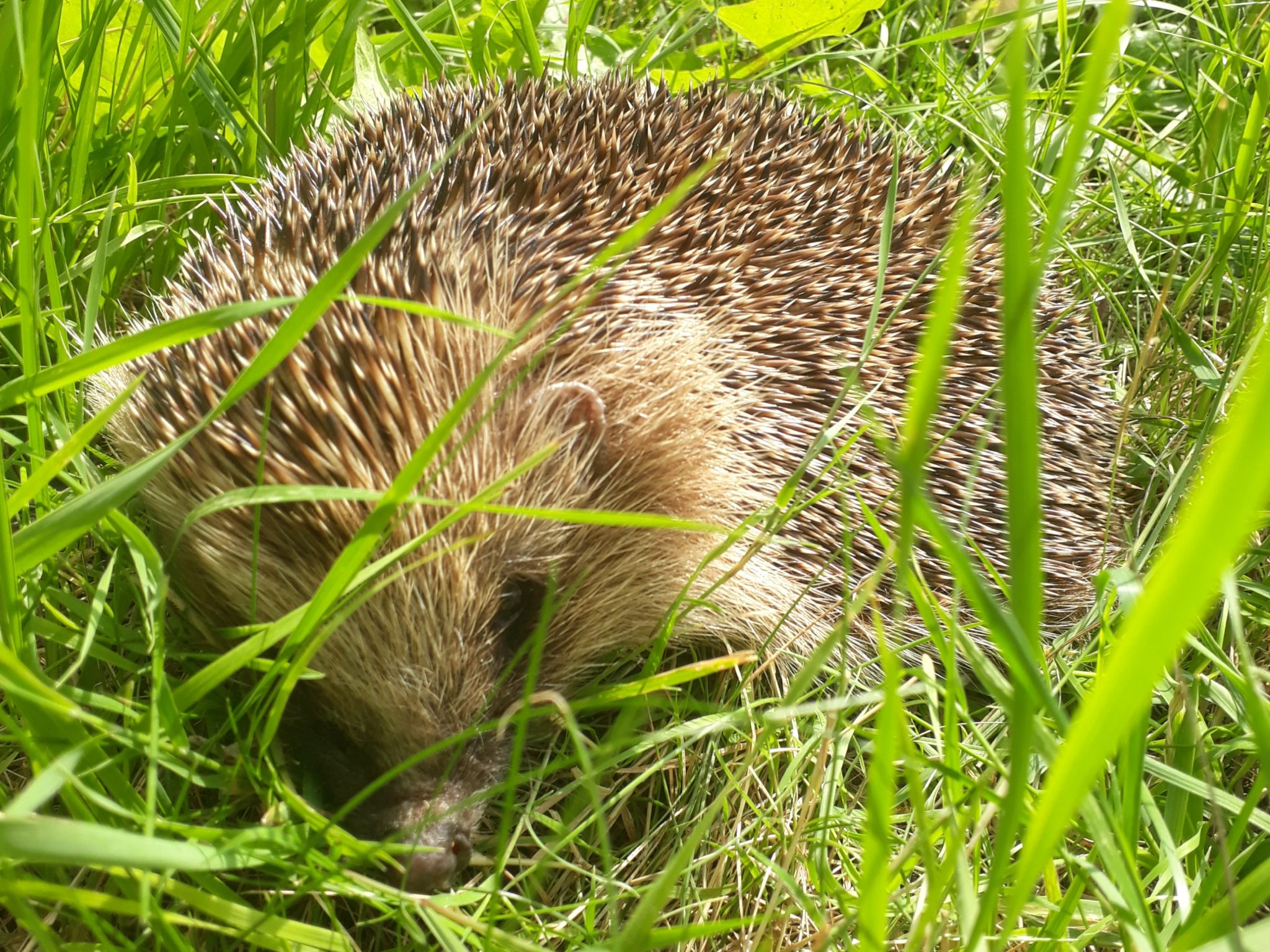 Adult Hedgehog-14cd34b9 - Hedgehog Street