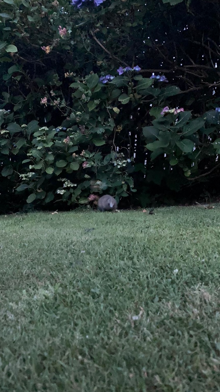 Cara Brophy-8881ad31 - Hedgehog Street