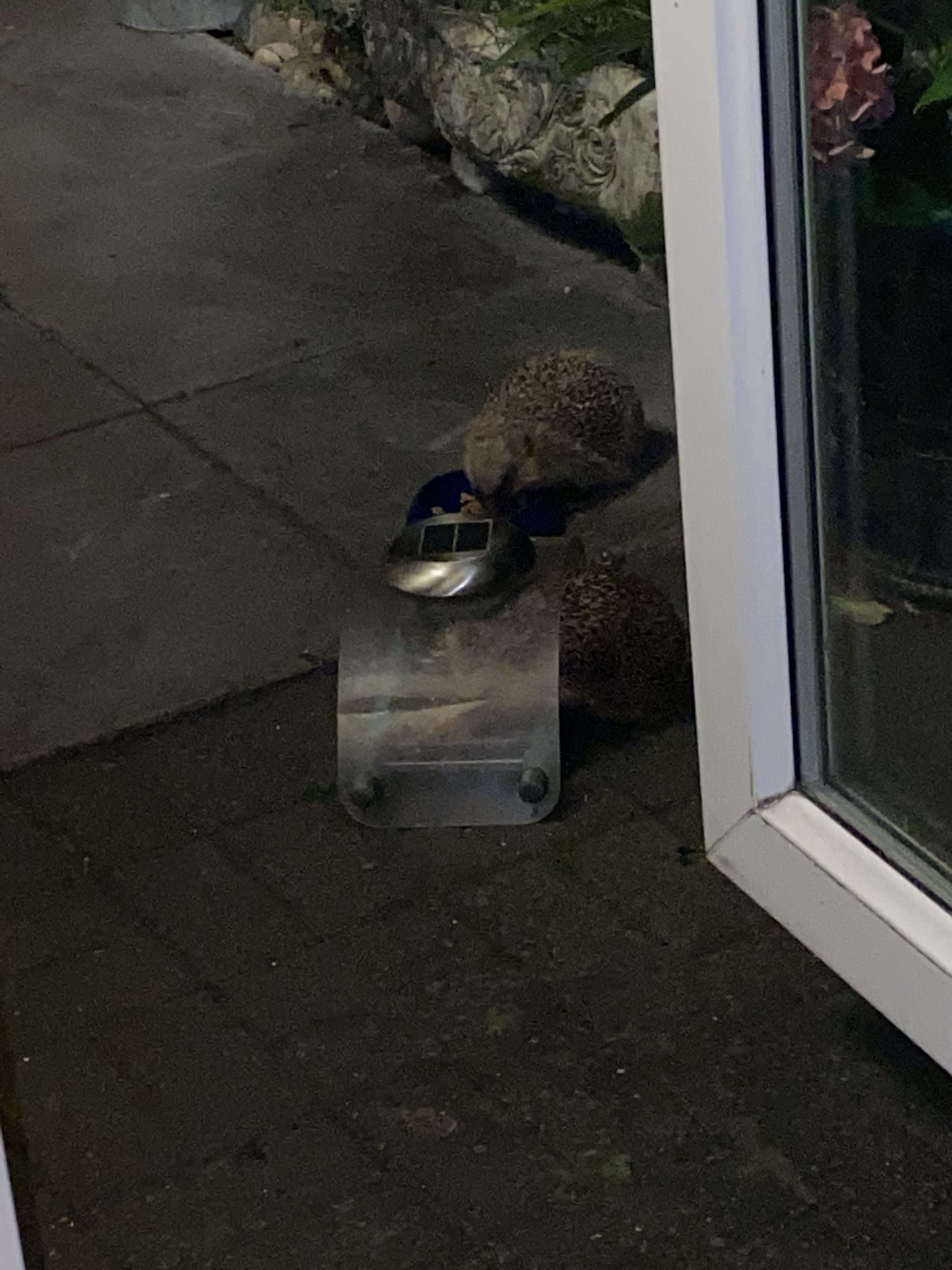 F3E0106C-3757-481B-896C-2116722C1C8B-ff146e82 - Hedgehog Street