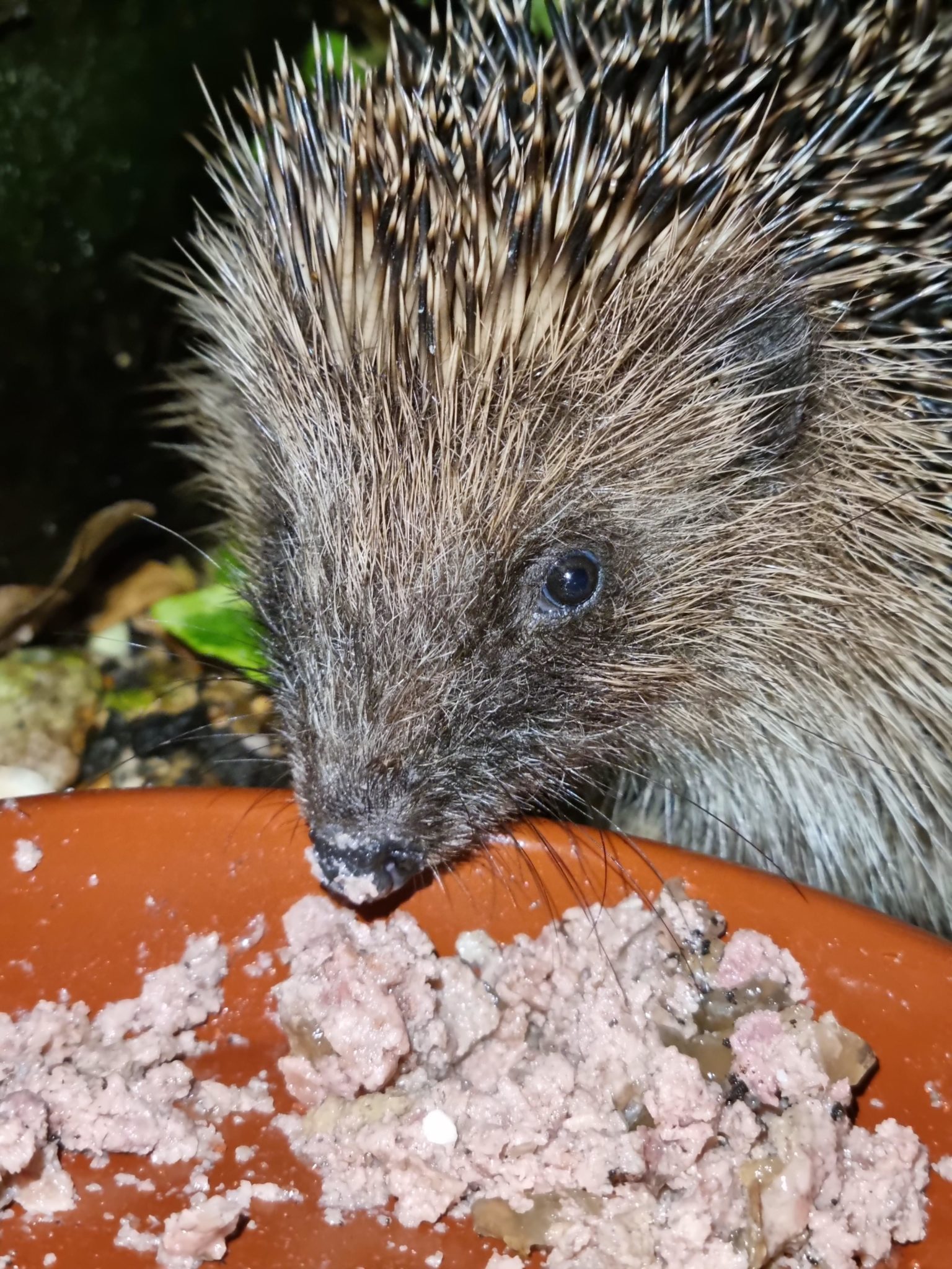 Paula harper-5a66ee16 - Hedgehog Street