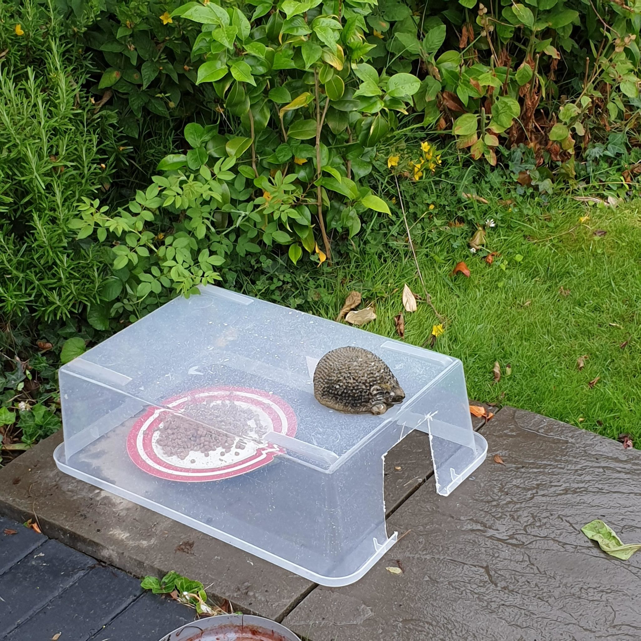 Peter Maggs-f33bd6df - Hedgehog Street