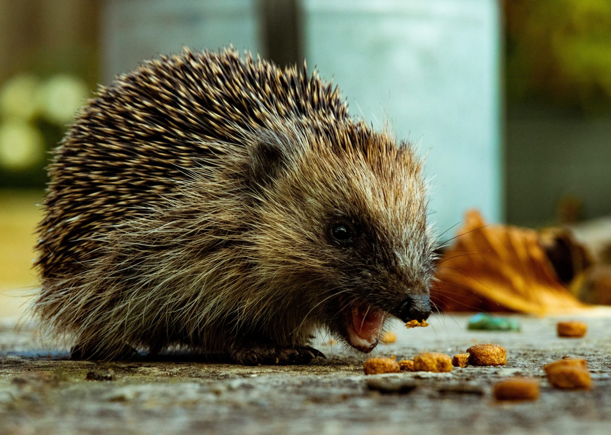Research: Mapping habitat suitability for hedgehogs - Hedgehog Street