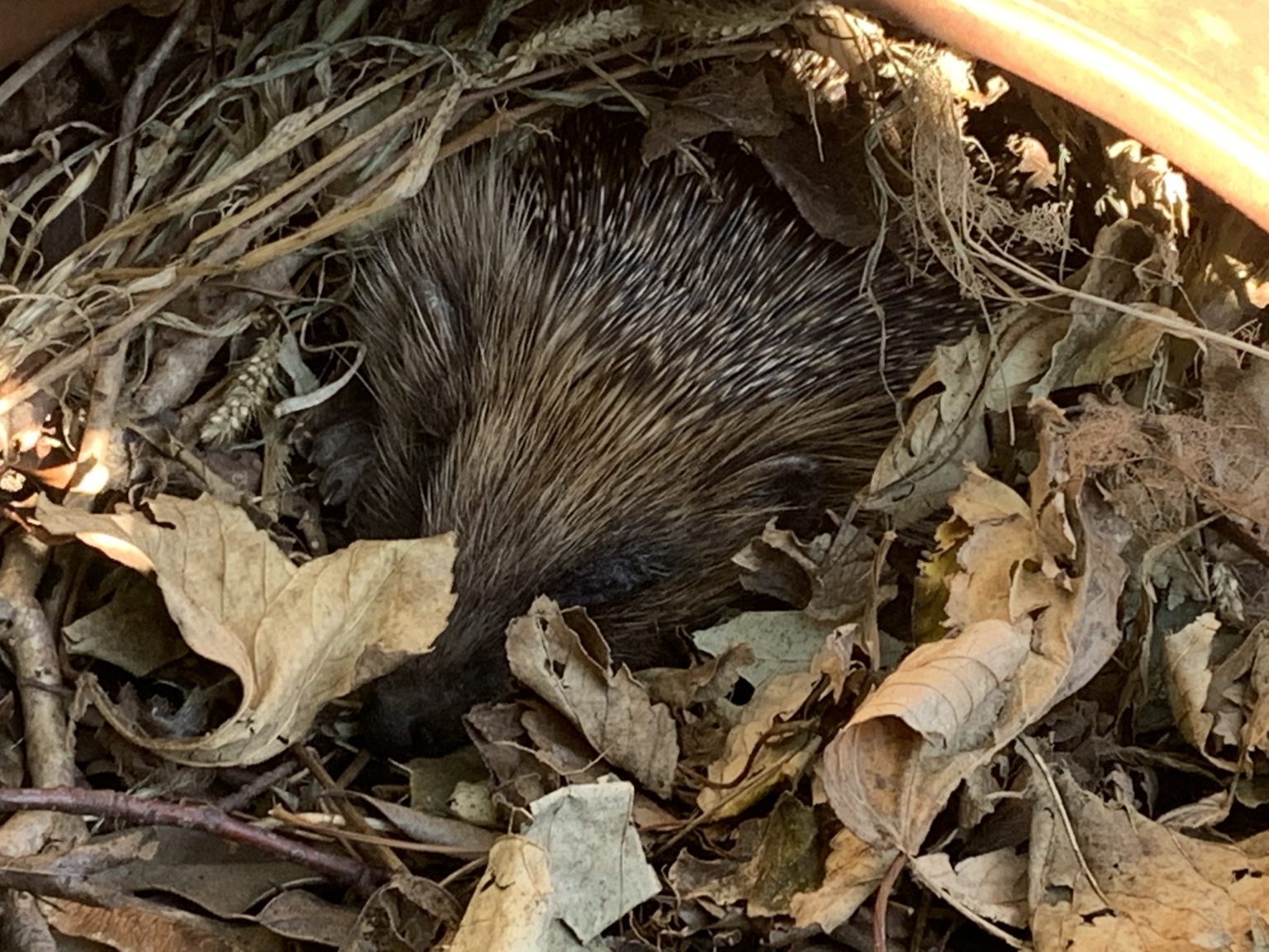 Research: Why do hedgehogs visit certain gardens? - Hedgehog Street