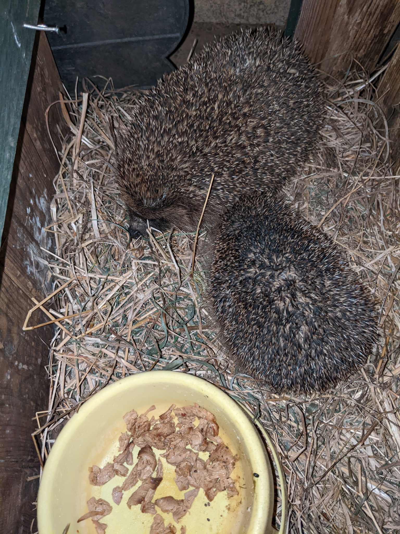 Ken Powell-ac08a508 - Hedgehog Street