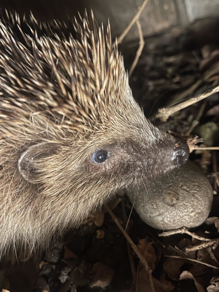 Laura Mace-0bbecccb - Hedgehog Street