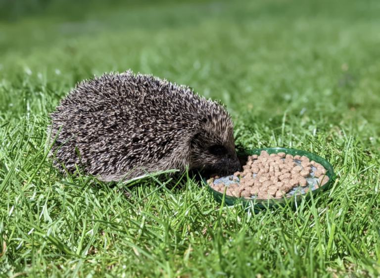 Research: Why do hedgehogs visit certain gardens? - Hedgehog Street