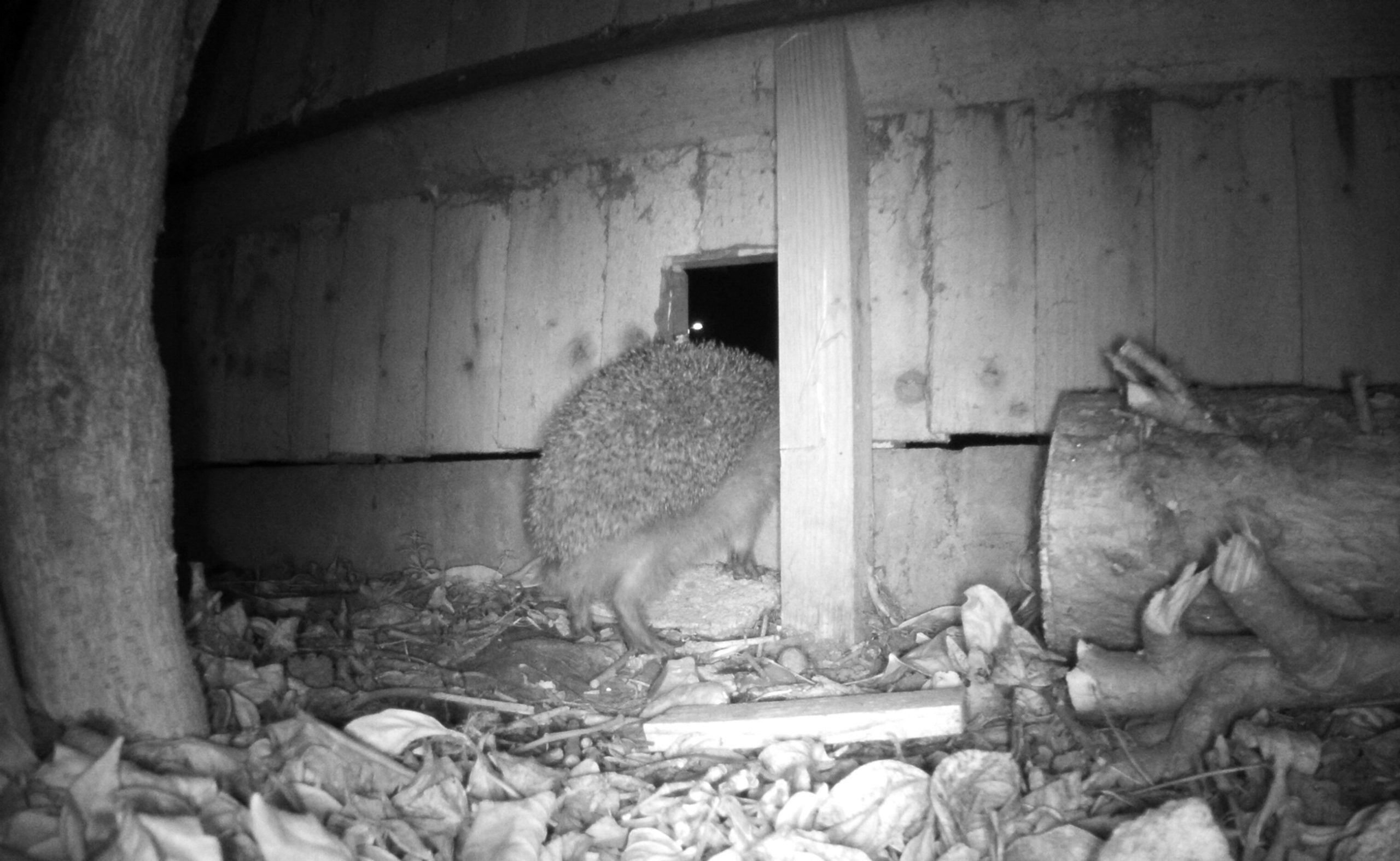 Research: Why do hedgehogs visit certain gardens? - Hedgehog Street