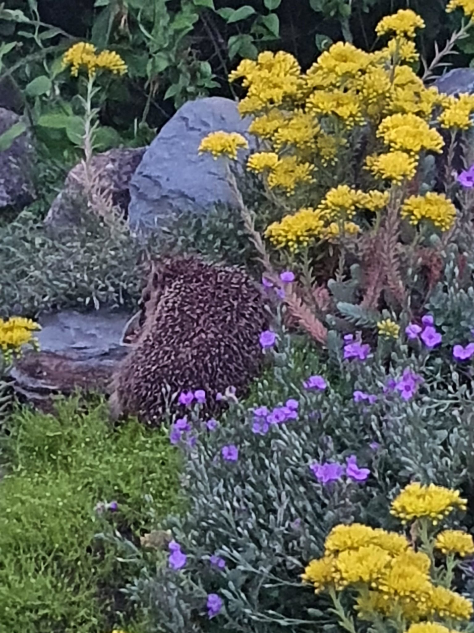 Andy Nicholls-81a043b3 - Hedgehog Street