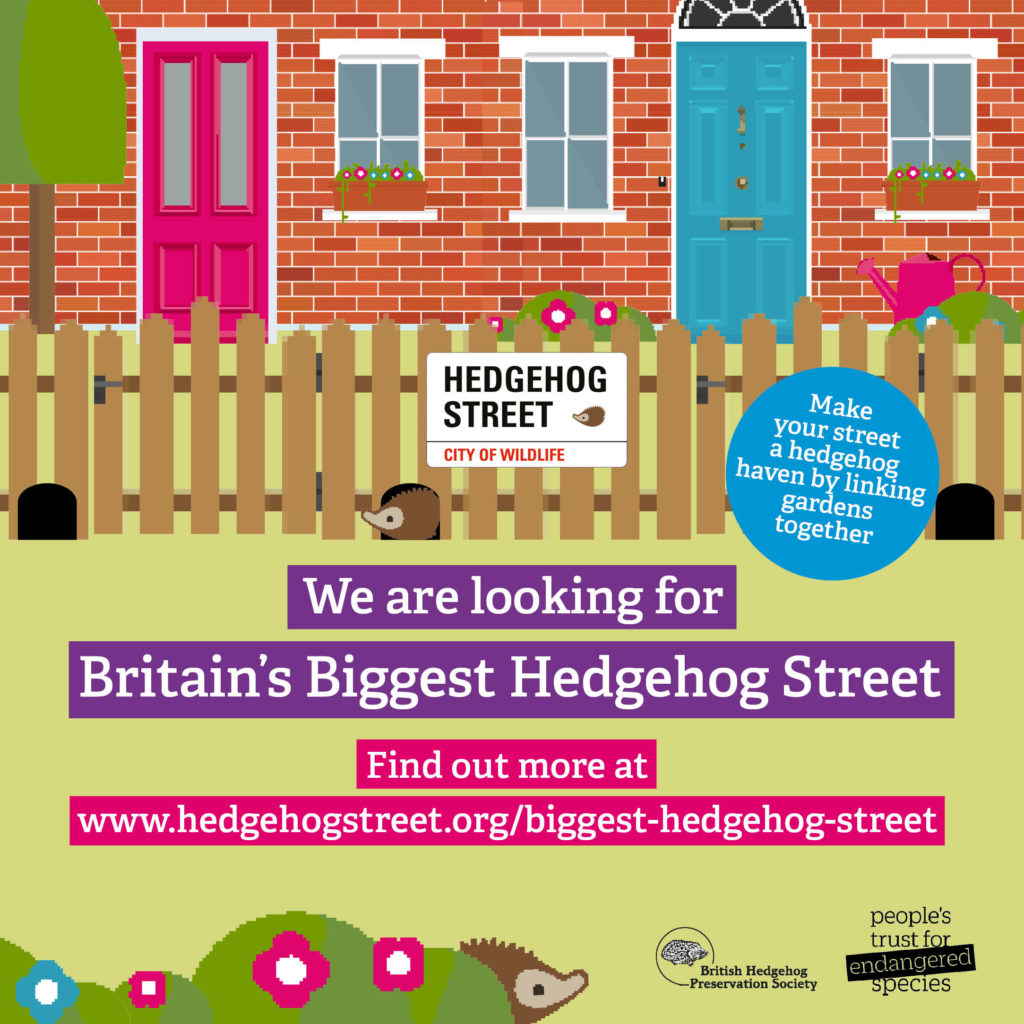 News - Hedgehog Street