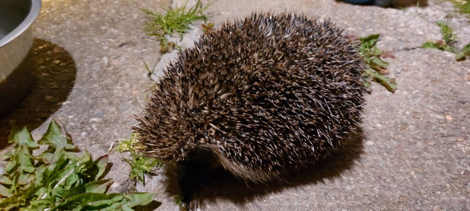 Carole Crossley-8768fb3f - Hedgehog Street