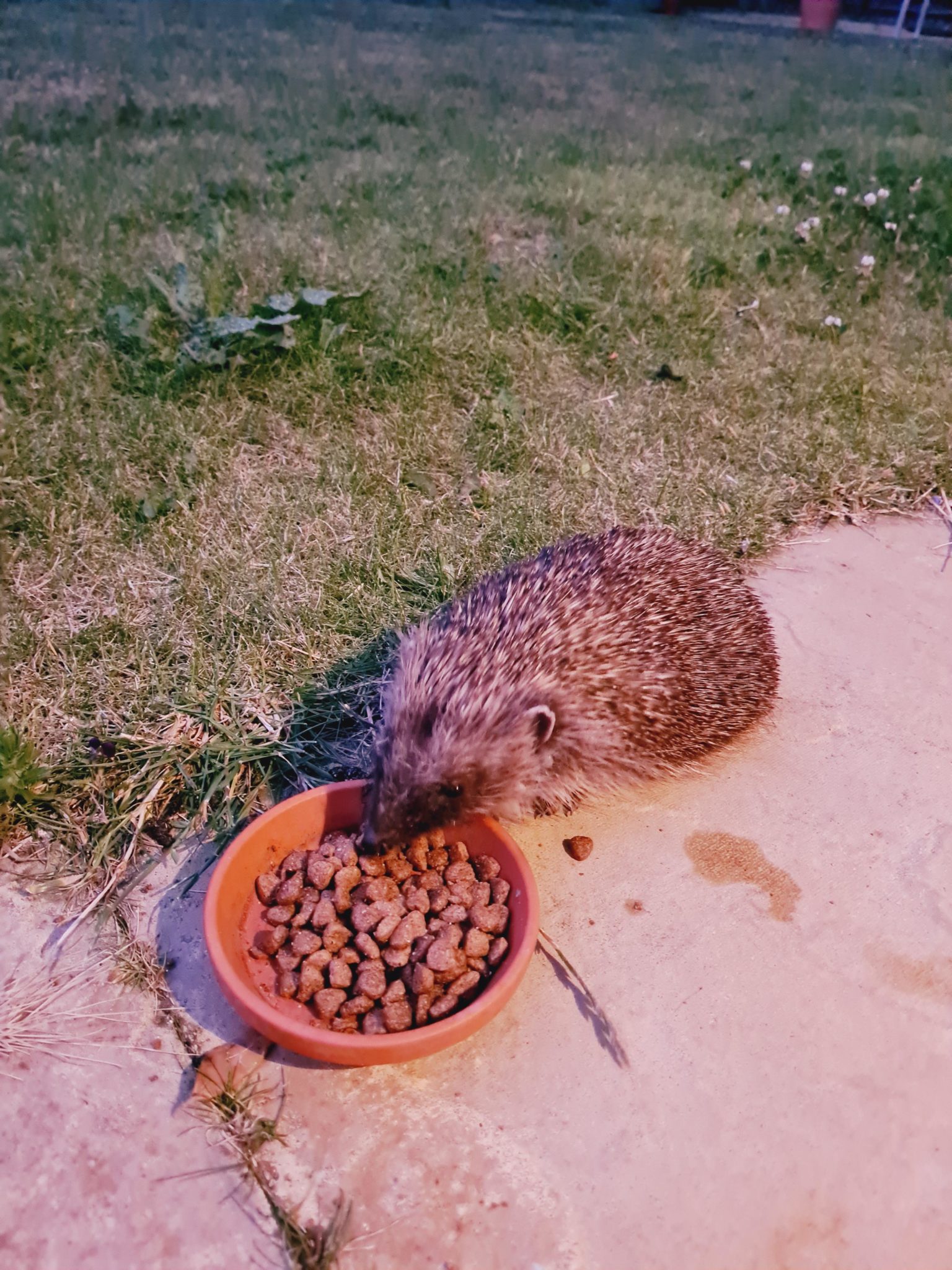 Dave Wilks-436fee8a - Hedgehog Street