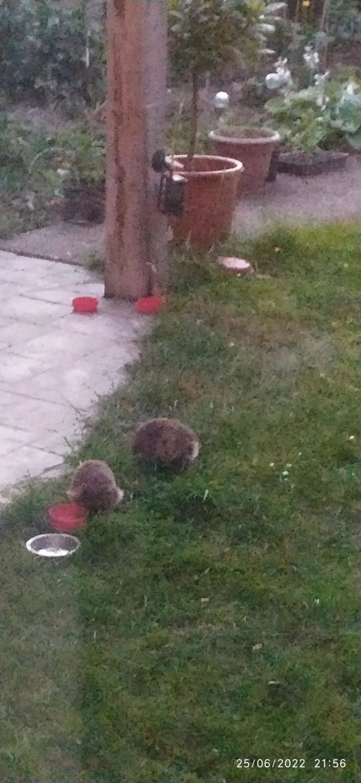 Robert Cripps-12874ea9 - Hedgehog Street