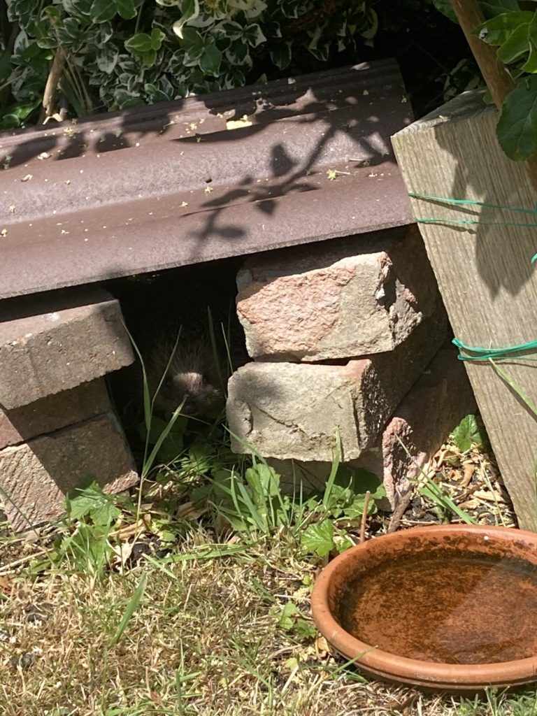 Sarah Alcock-a8a432d8 - Hedgehog Street