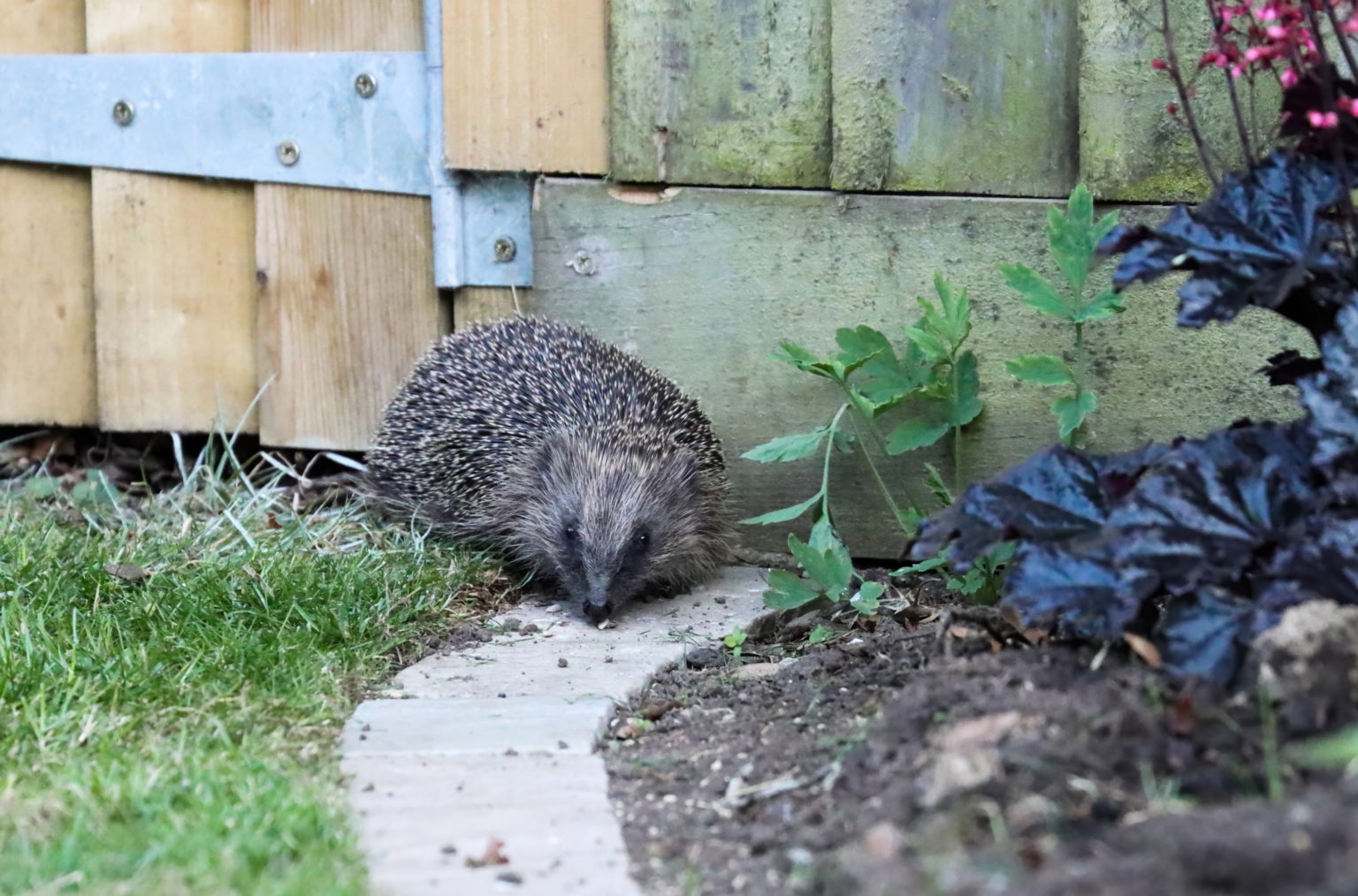 Hedgehog-45b326fd - Hedgehog Street