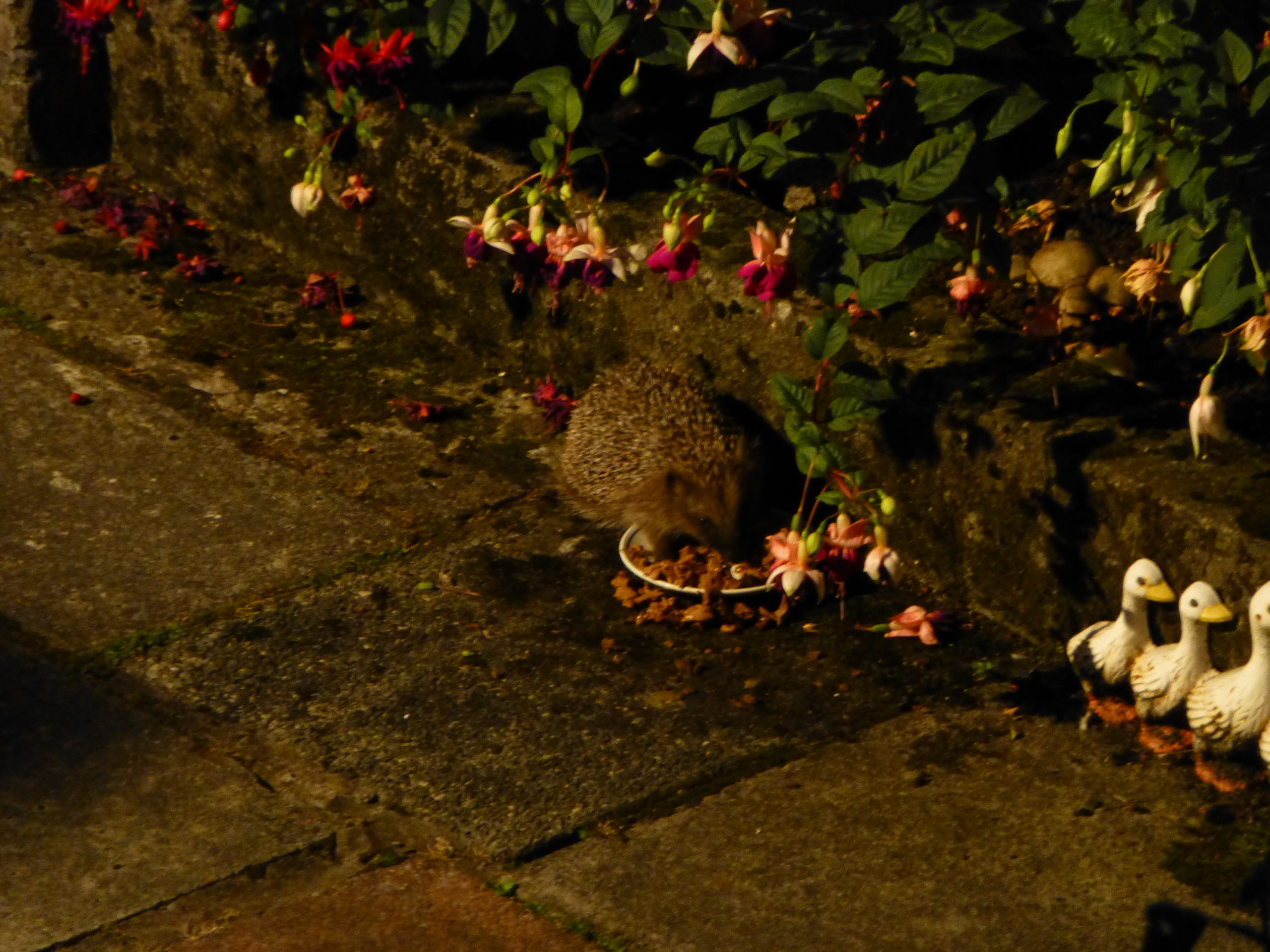 Hedgehog-b5571a78 - Hedgehog Street