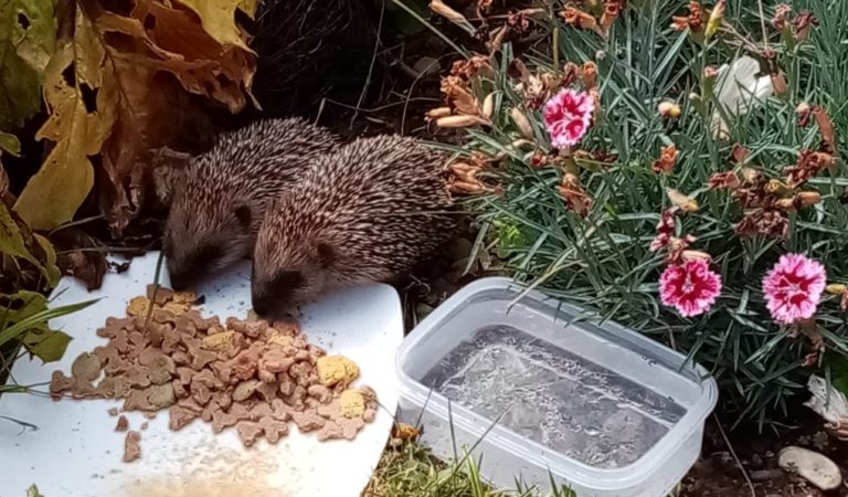 Autumn advice for juvenile hedgehogs - Hedgehog Street