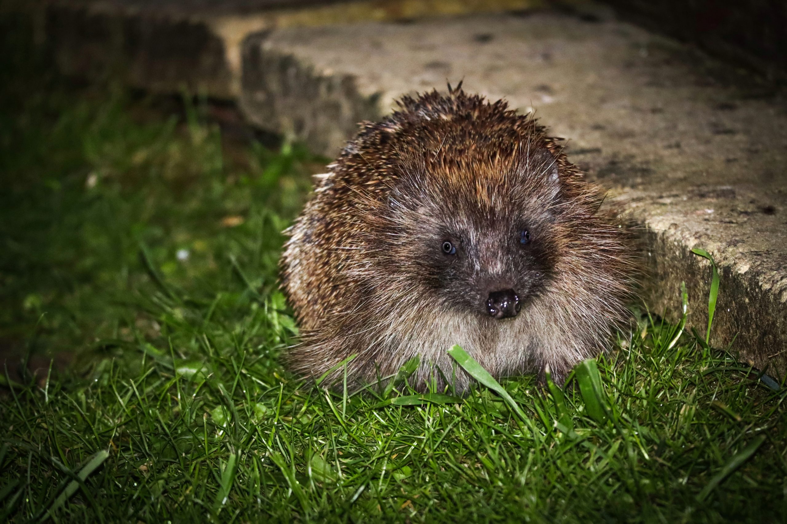 Rosie-Simpson-15.1 - Hedgehog Street