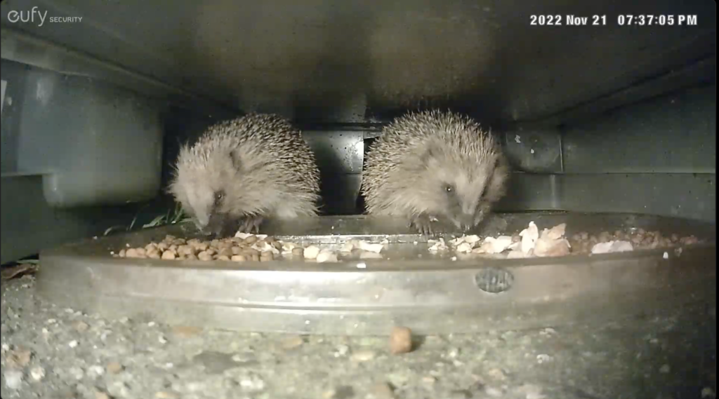 Hedgehogs need feeding up as winter approaches-dec627be - Hedgehog Street