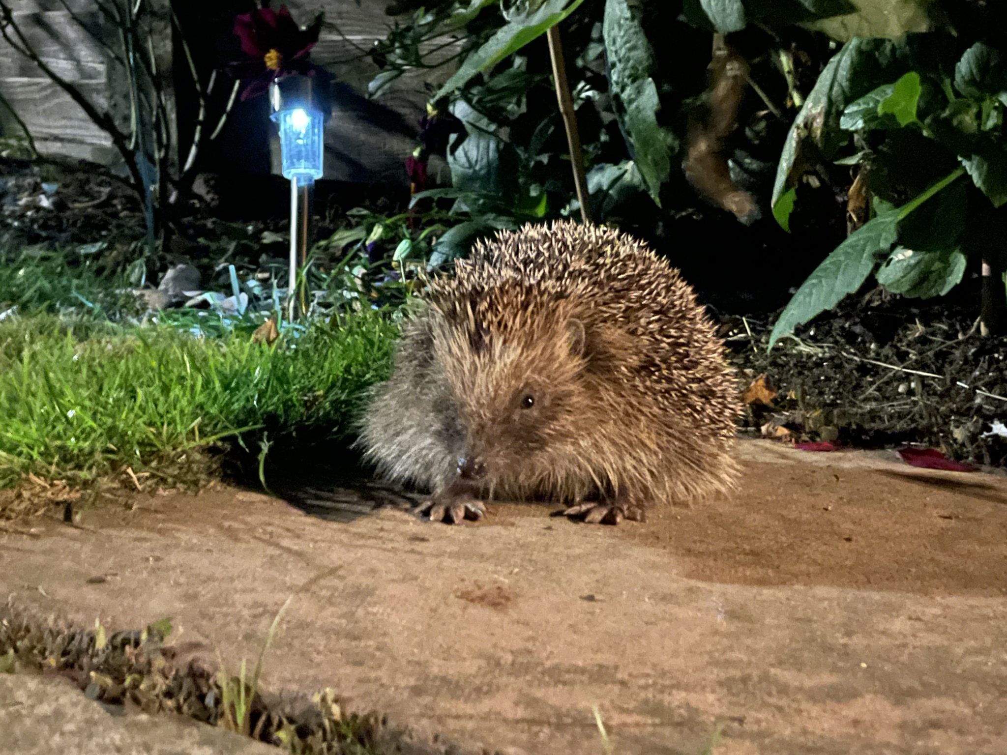 Home - Hedgehog Street
