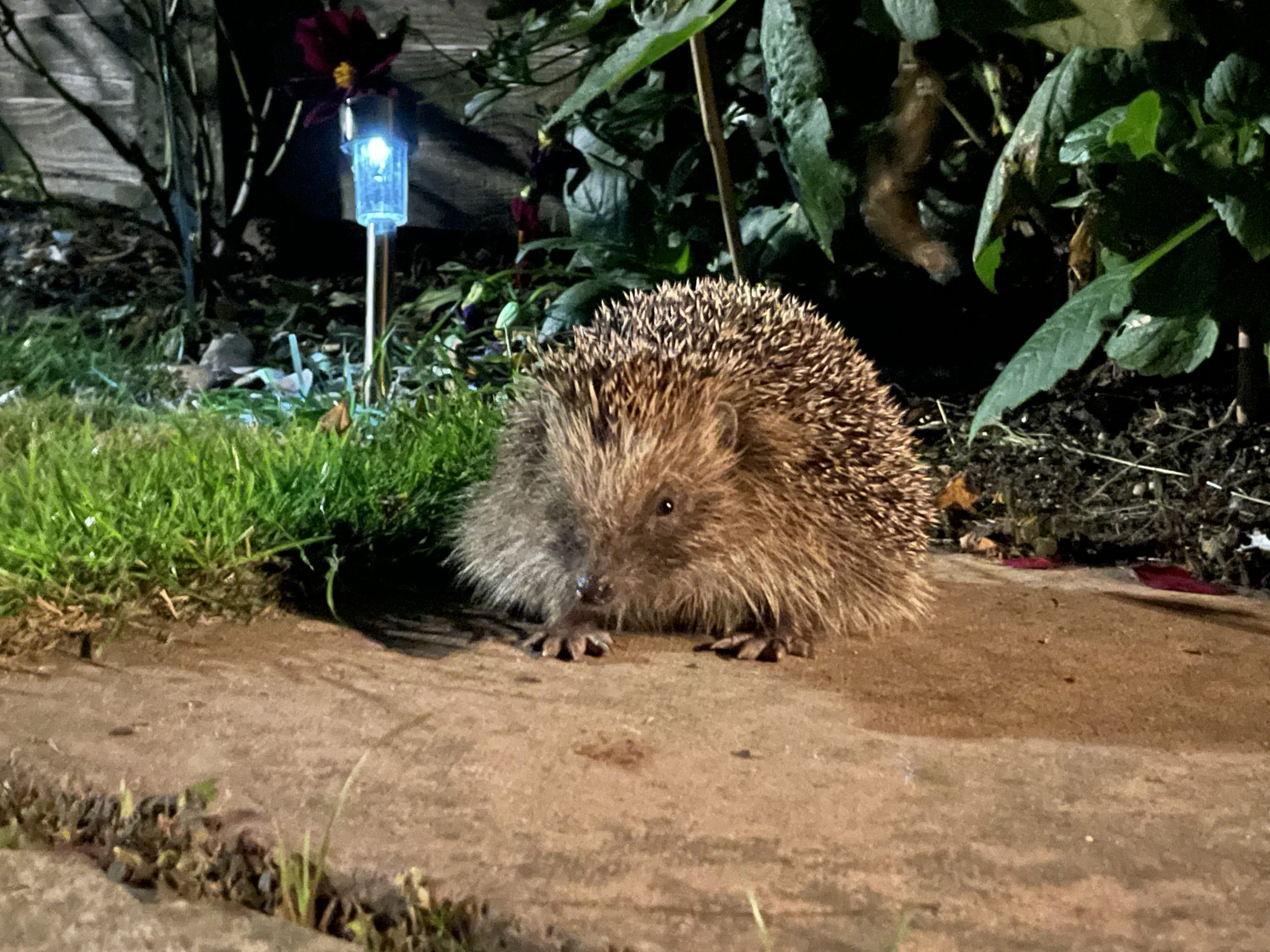 Hedgehogs and artificial lighting - Hedgehog Street