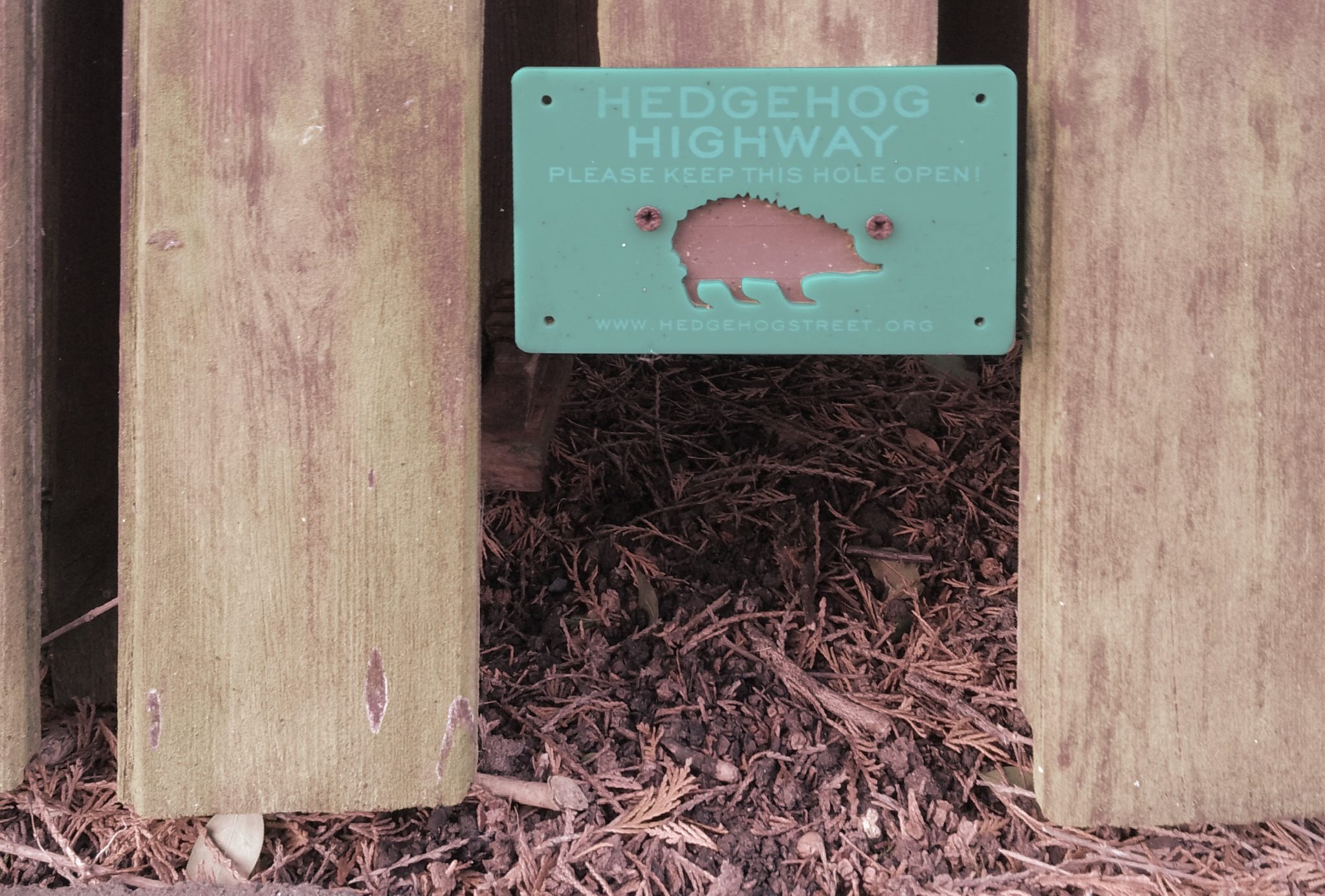 Hedgehog Street People: Dave from Runcorn - Hedgehog Street