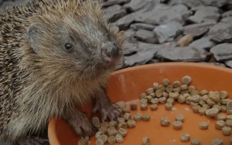 Feeding hedgehogs - Hedgehog Street