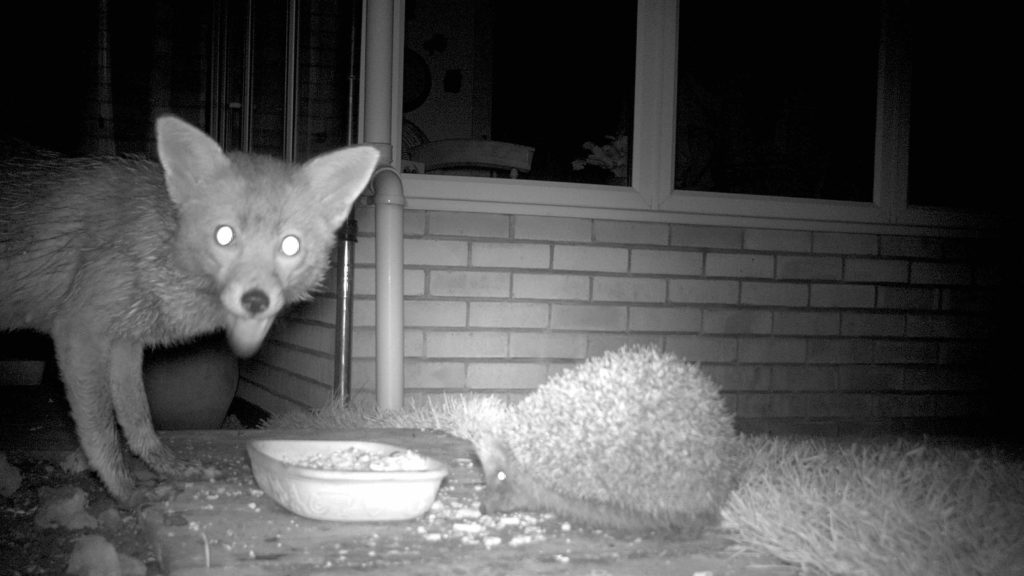 Research: Fighting over food - Hedgehog Street