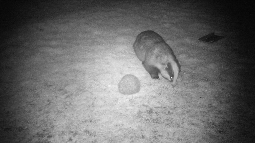 Research: Fighting over food - Hedgehog Street