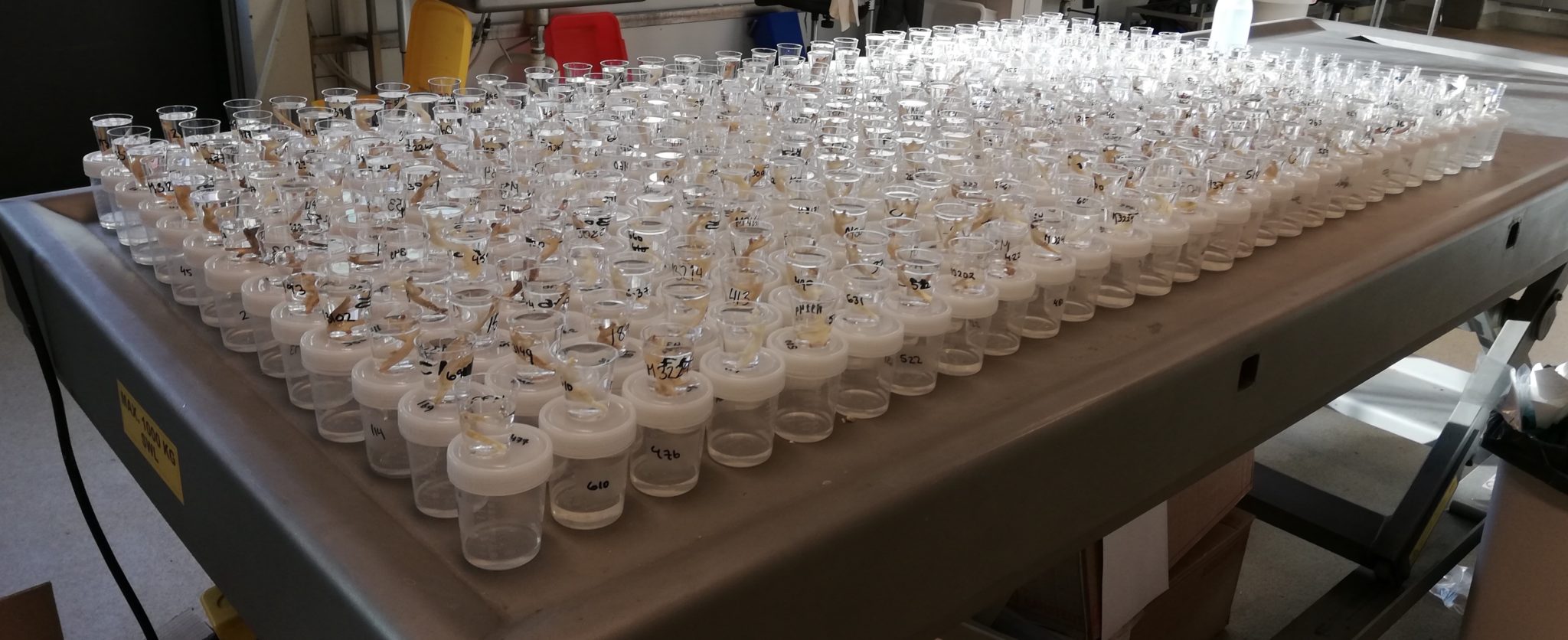 Research: The world's oldest hedgehog - Hedgehog Street