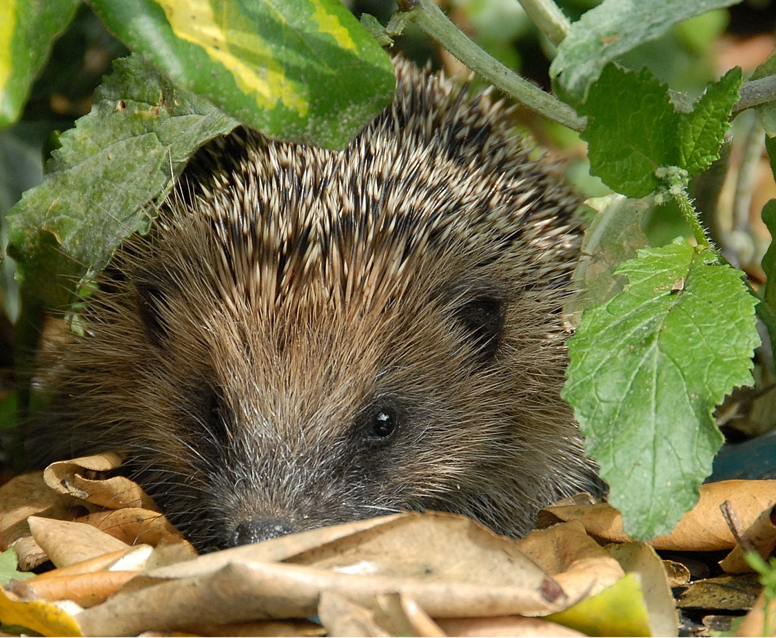 Garden hedges for wildlife - Hedgehog Street