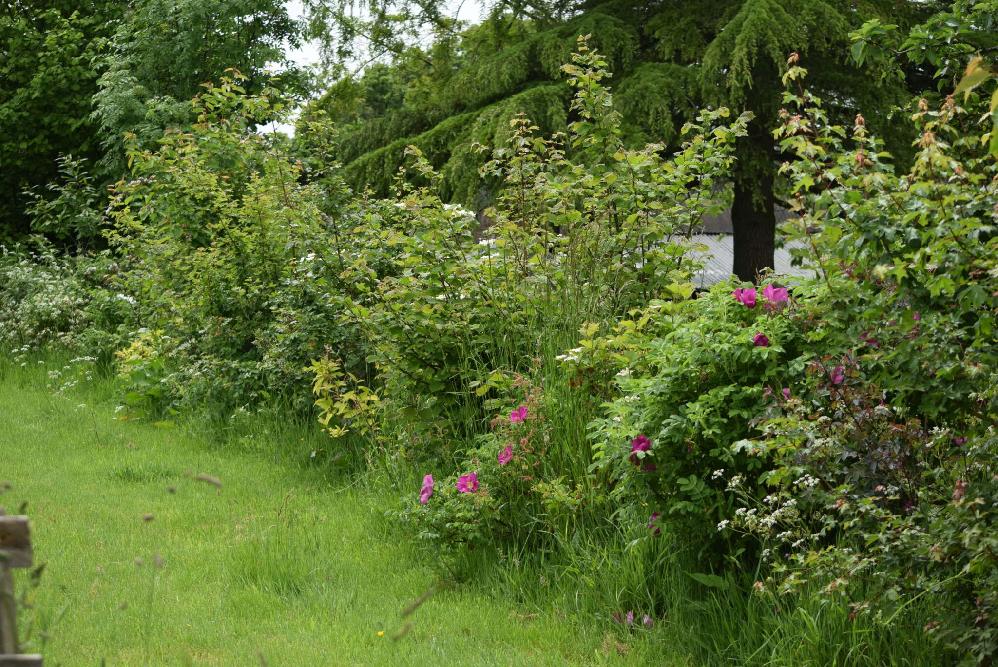 Garden hedges for wildlife - Hedgehog Street