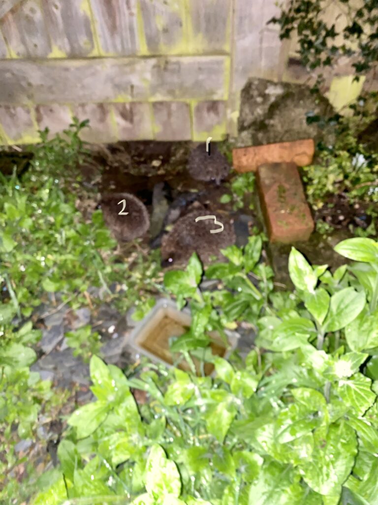 E3392020-26DD-43FE-A5B5-46CF38938A7C-729e3eaa - Hedgehog Street