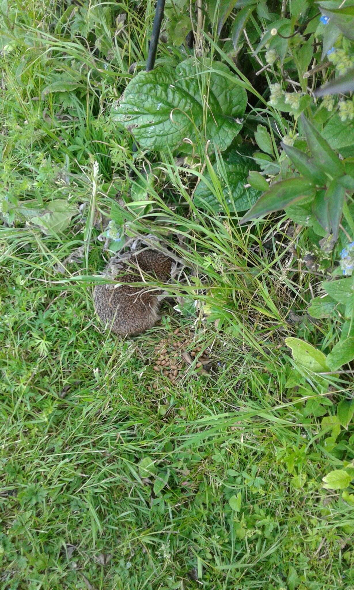 20230621_204723 - Hedgehog Street