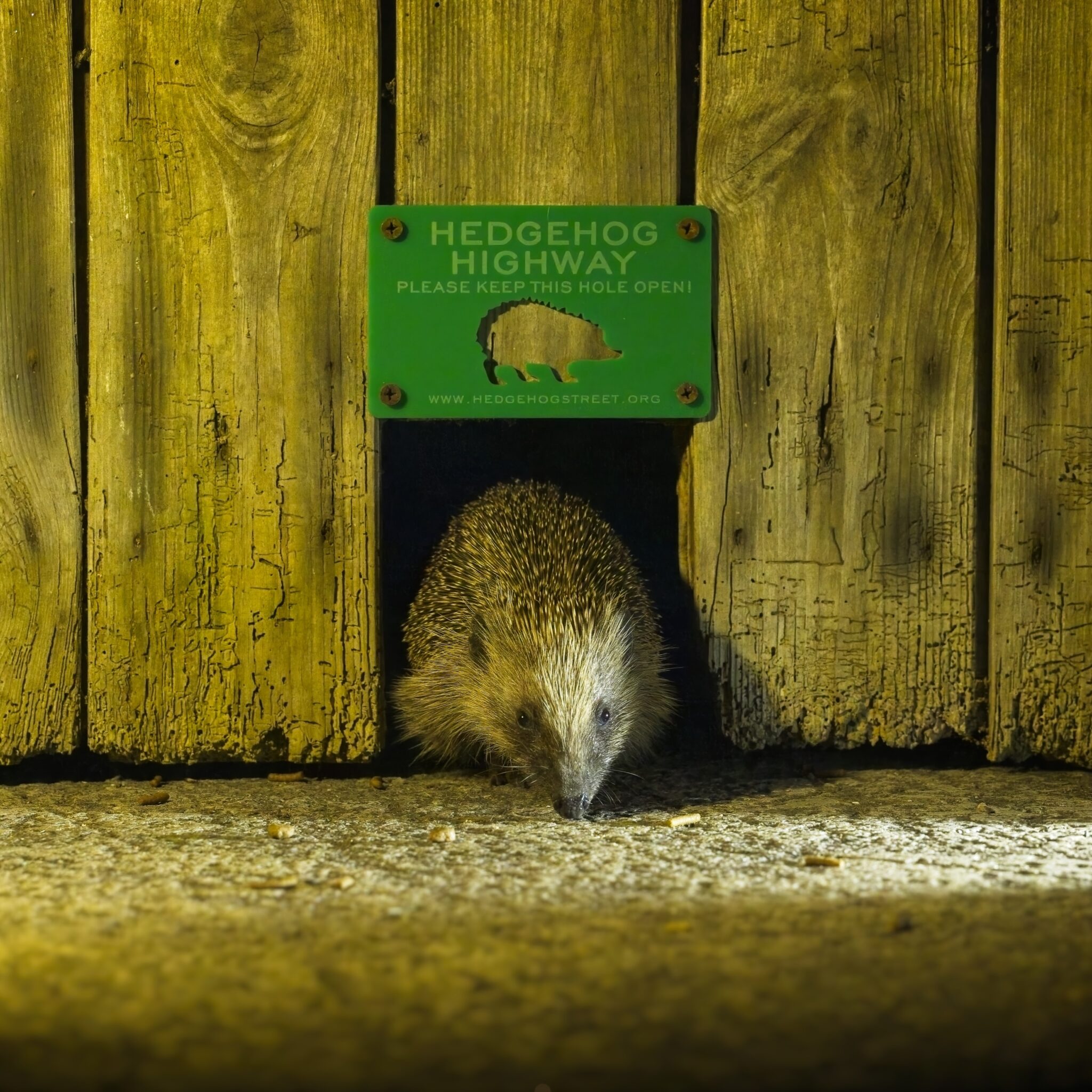 Home - Hedgehog Street
