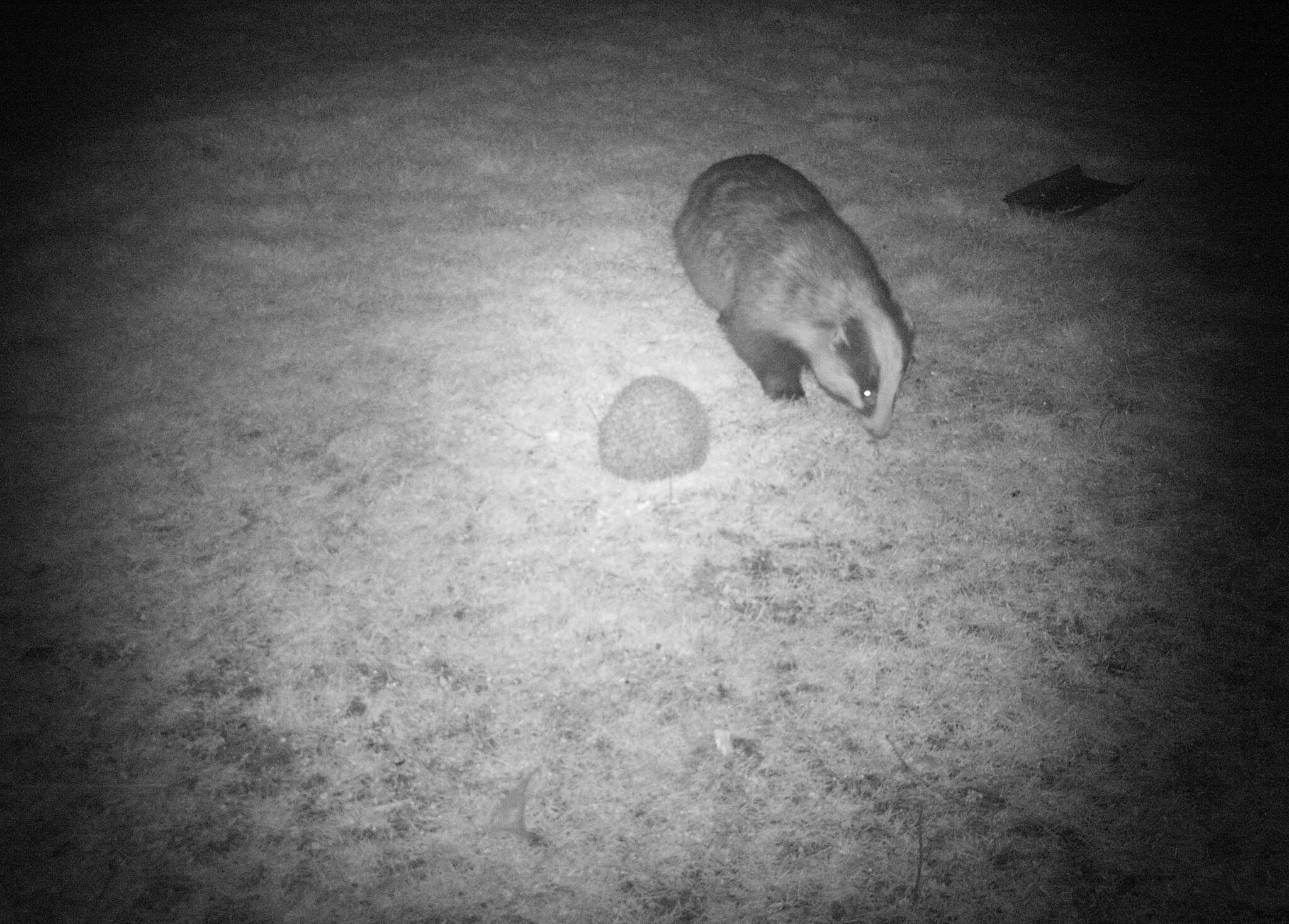 Hedgehogs and other animals - Hedgehog Street